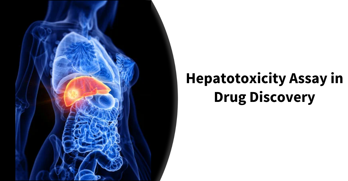 Hepatotoxicity Assay In Drug Discovery